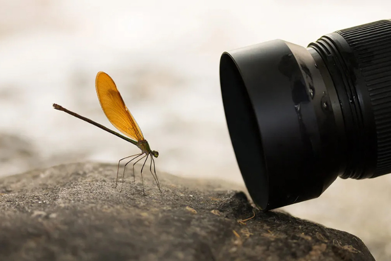 Camera macro là gì? Cách chụp ảnh bằng camera macro đẹp nhất?